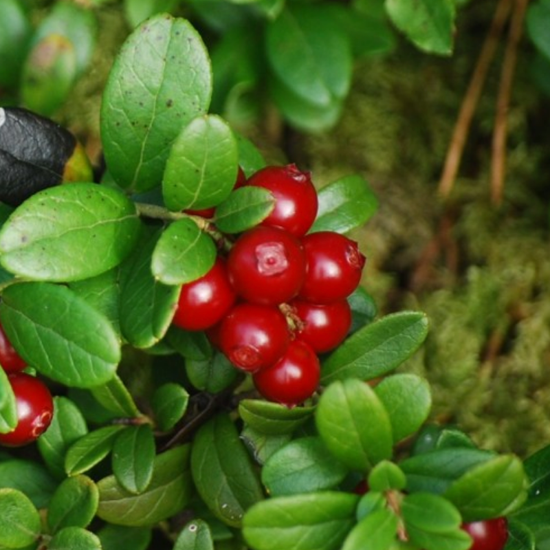 ¿Qué es la gayuba y para qué sirve? – Herbolario Salud Natural