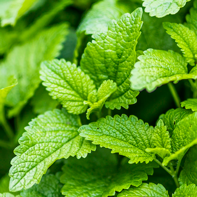 Propiedades de la melisa ¿Para qué sirve esta planta medicinal ...